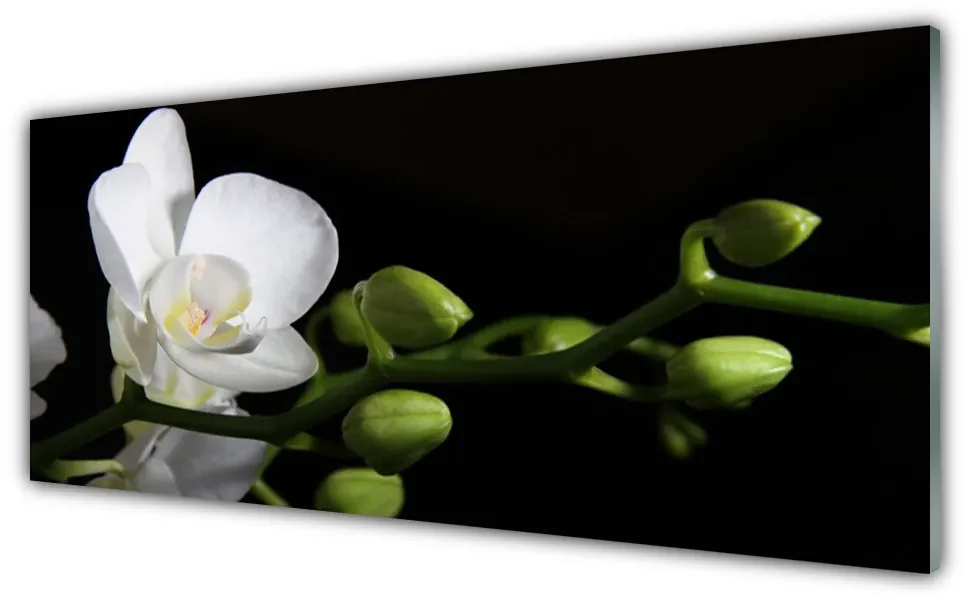 Tablou pe sticla Florale flori albe | BIANO