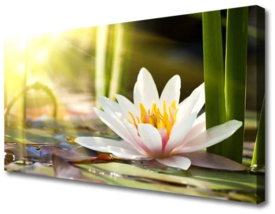 Tablou pe panza canvas Florale flori albe | BIANO