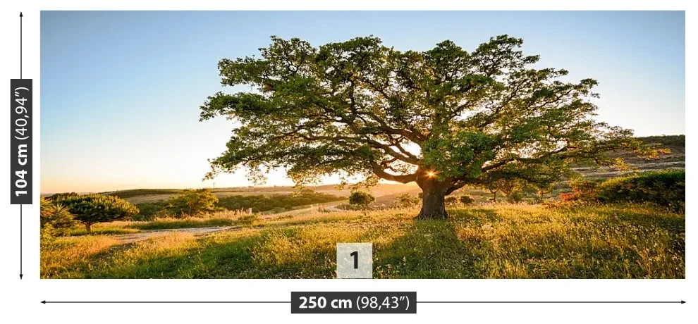 Fototapet Stejar | BIANO