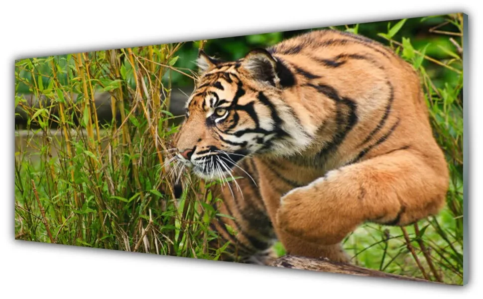 Tablou pe sticla Tigru Animale Maro Negru | BIANO